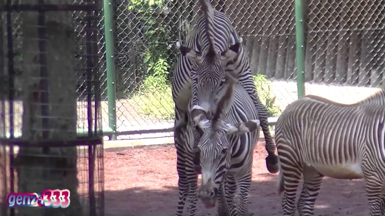 Zebra Mating - YouTube