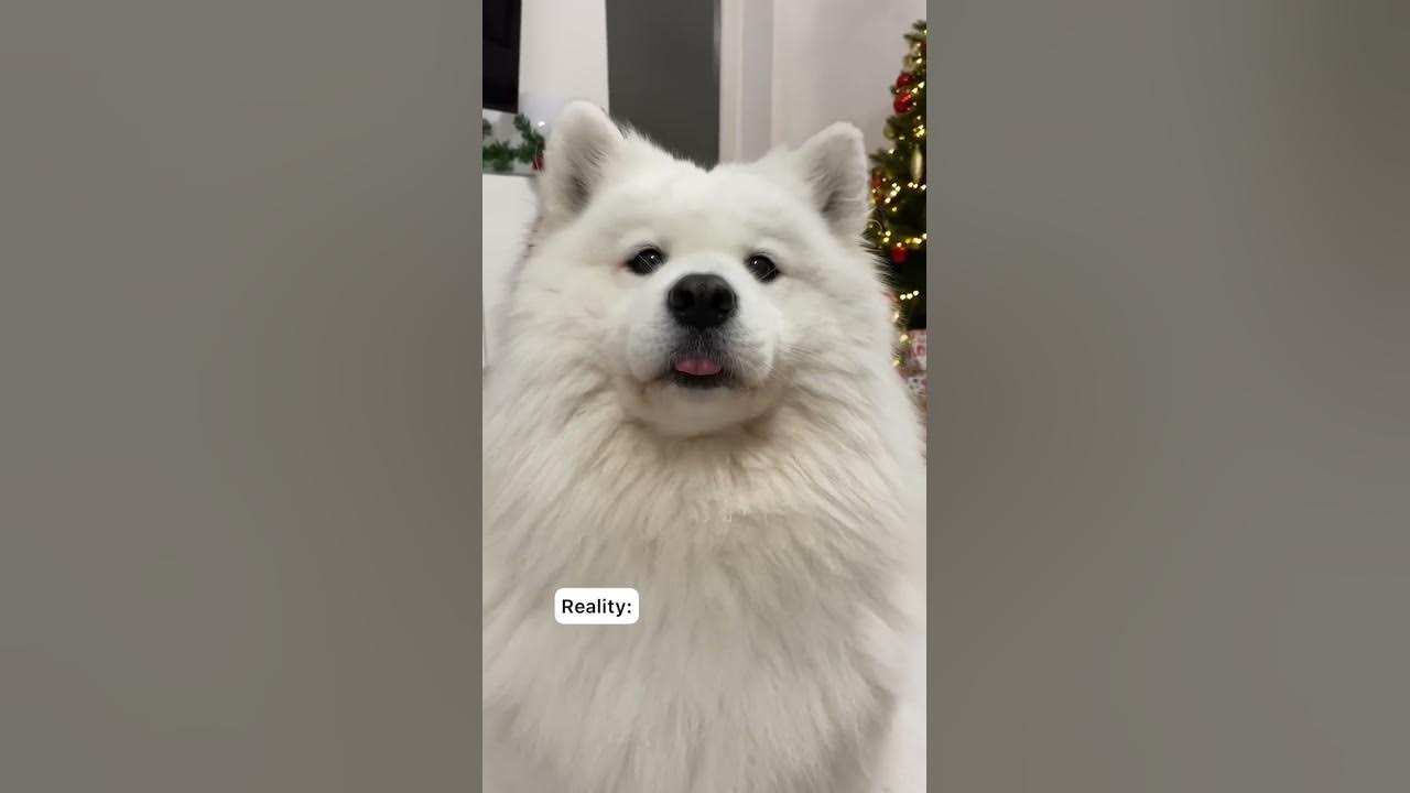 When People Ask Me If My Dog Bites shorts dog YouTube when-people-ask-me-if-my-dog-bites-shorts-dog-youtube