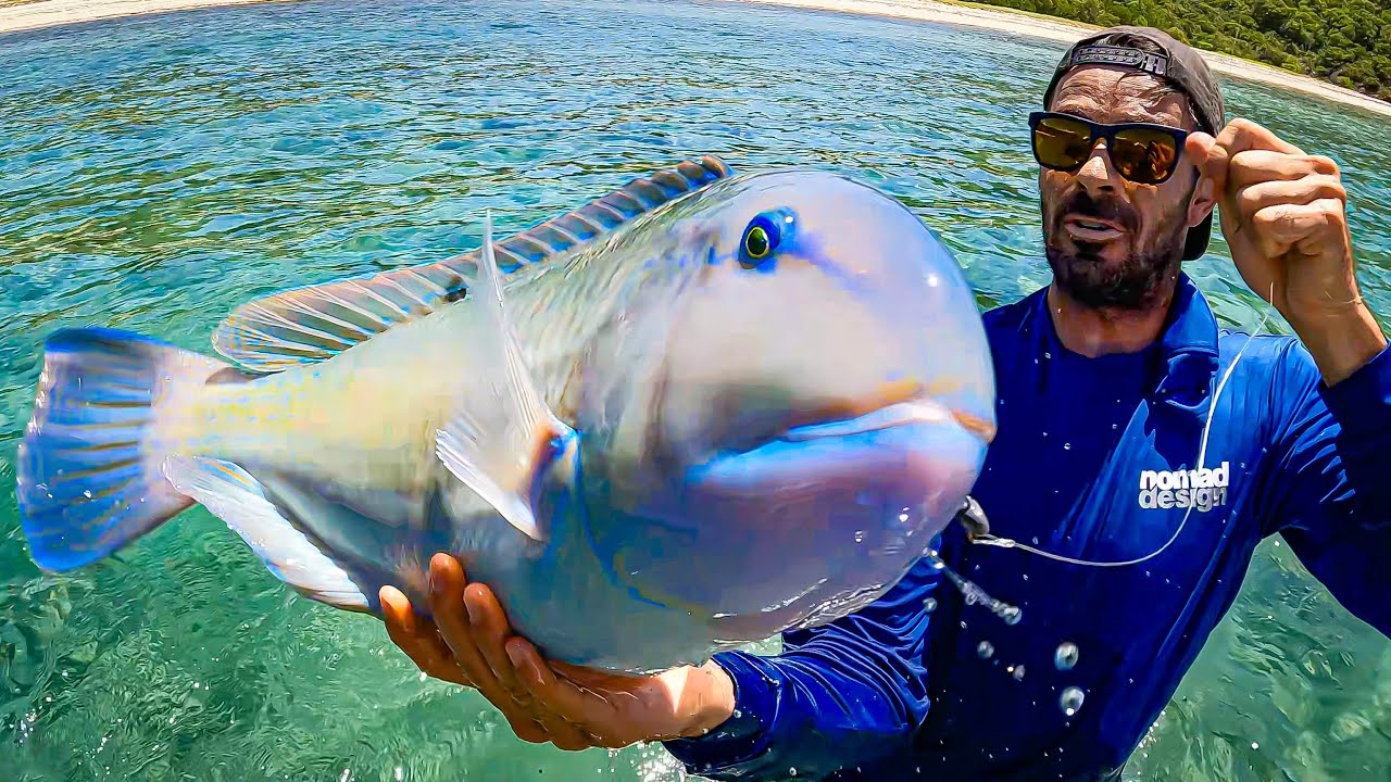 The Most Beautiful Fish On Small Island Beaches - YouTube