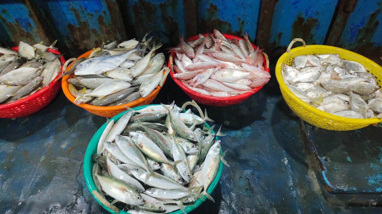 Pondicherry Sunday fish harbour / live fish action in Pondicherry - YouTube