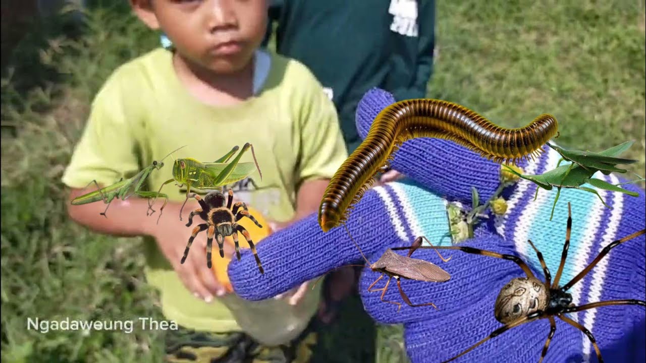 Catch flies, grass lizards, ladybugs, caterpillars, grasshoppers and ...