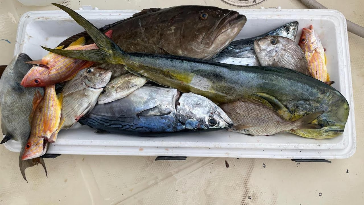 Catching Grouper and Mahi Mahi in the Summer Heat - YouTube