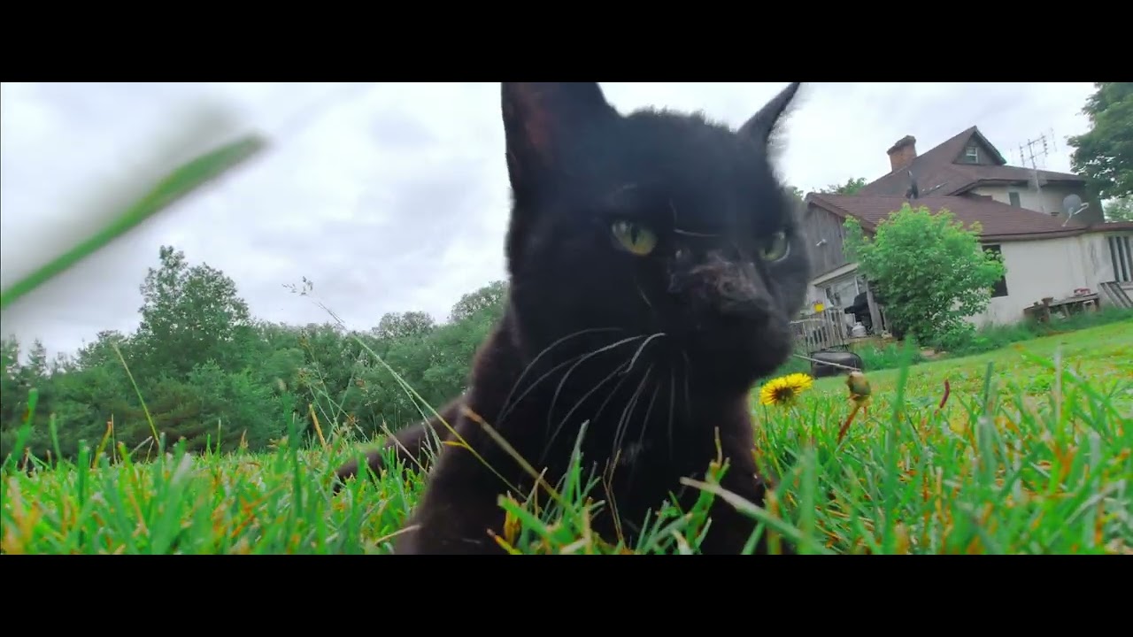 Sparky Cat Overcast - YouTube
