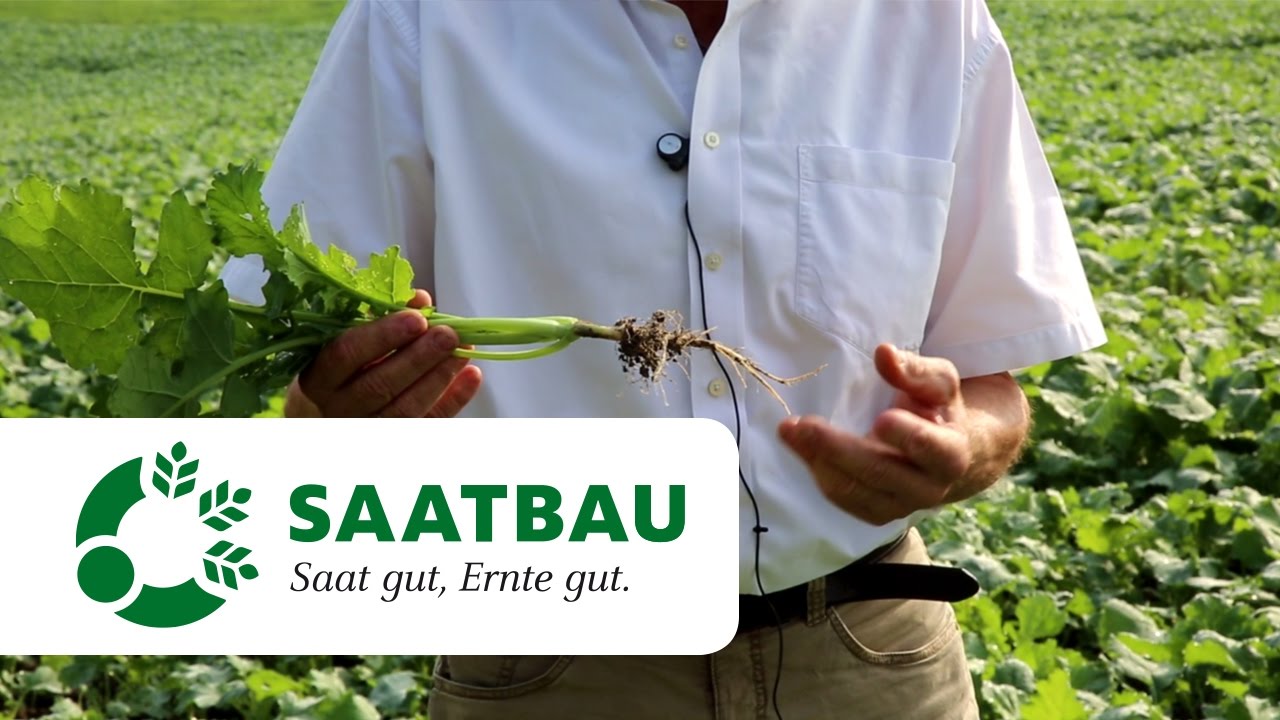Raps im Herbst - was ist zu beachten? 2016 - YouTube