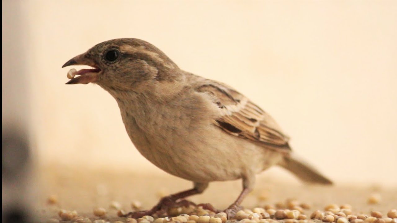 Sparrow eating grains-House Sparrow - YouTube