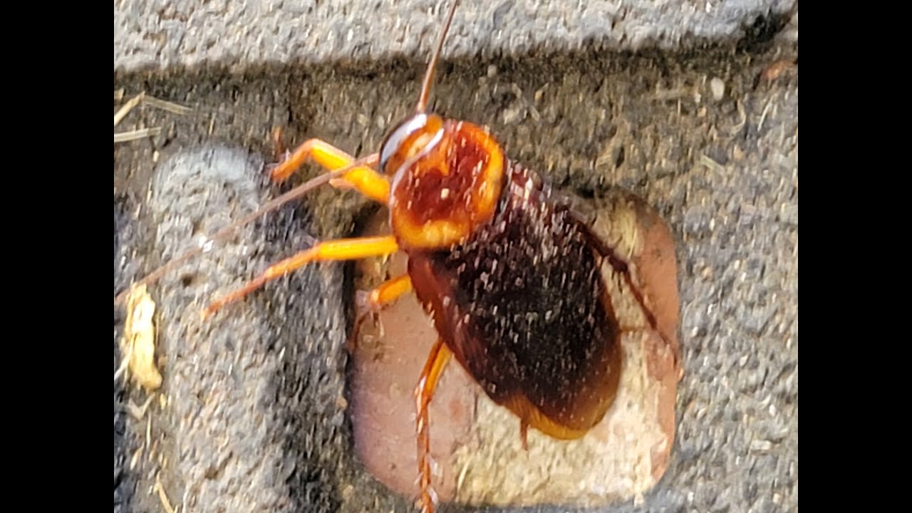 COCKROACH Cock Roach Zoom in Nature Video of COCK ROACH - YouTube