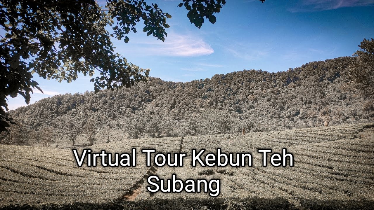 Virtual Tour Kebun Teh Subang, Tea Gardens Tour - YouTube