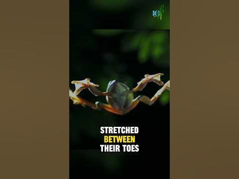 The frog that can fly: Wallace flying frog - YouTube