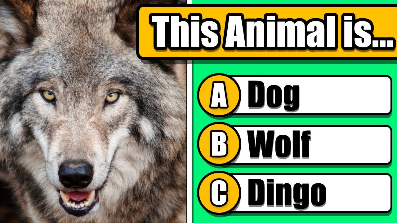 Guess 60 Animals 🐶🐺 - EASY to IMPOSSIBLE - YouTube