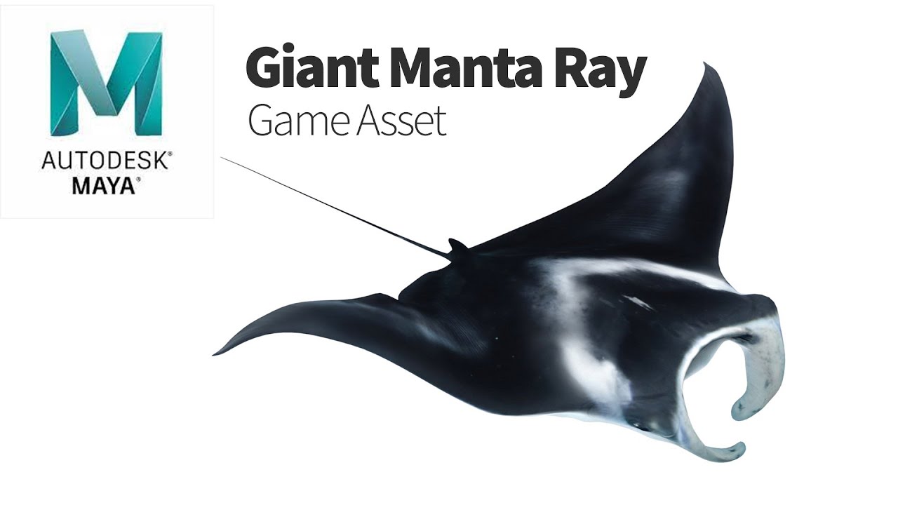 Giant Manta Ray - Rig, Animations - YouTube