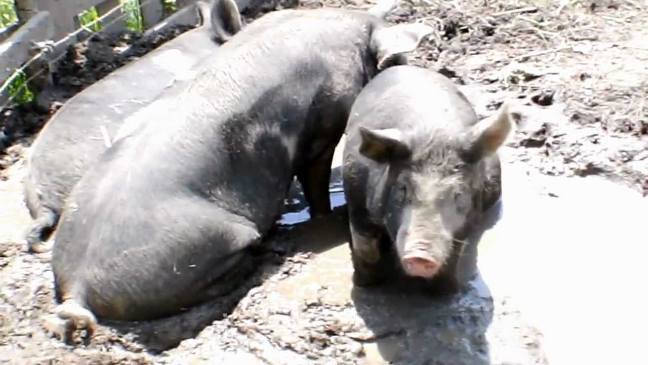 Pigs taking a mud bath - YouTube