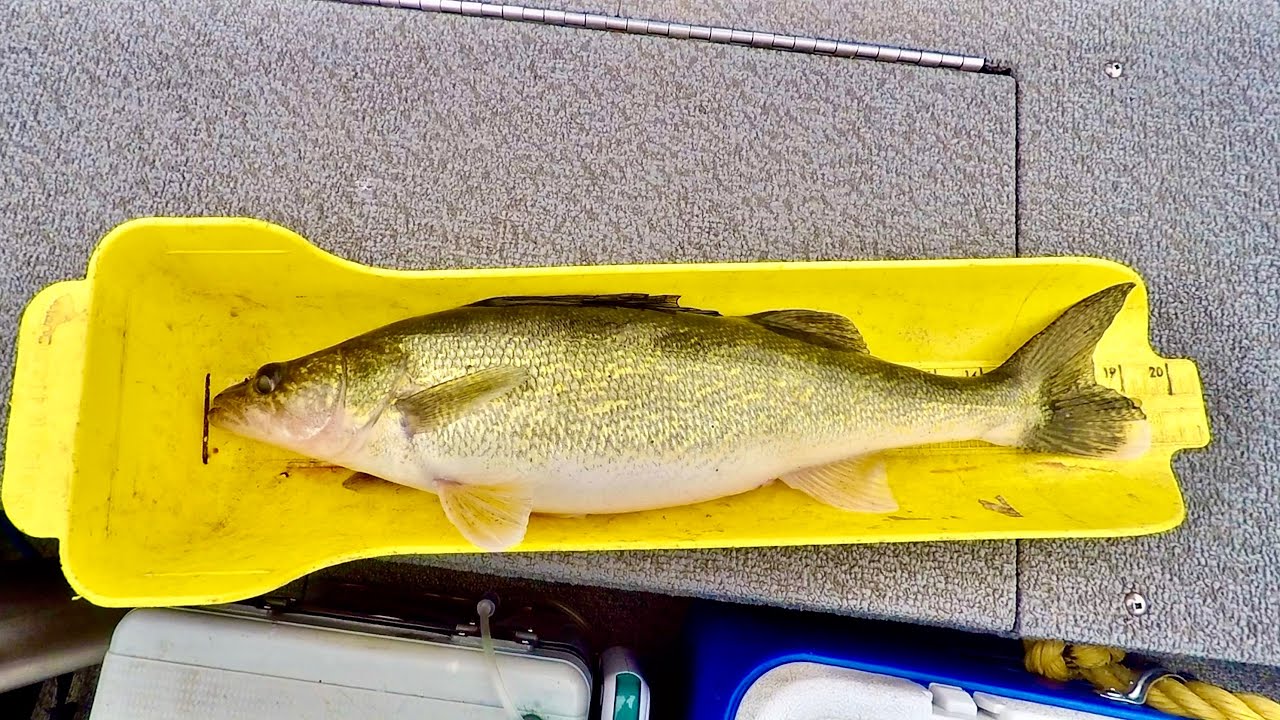 Spring Walleye and Perch Fishing on the Mississippi River! - YouTube