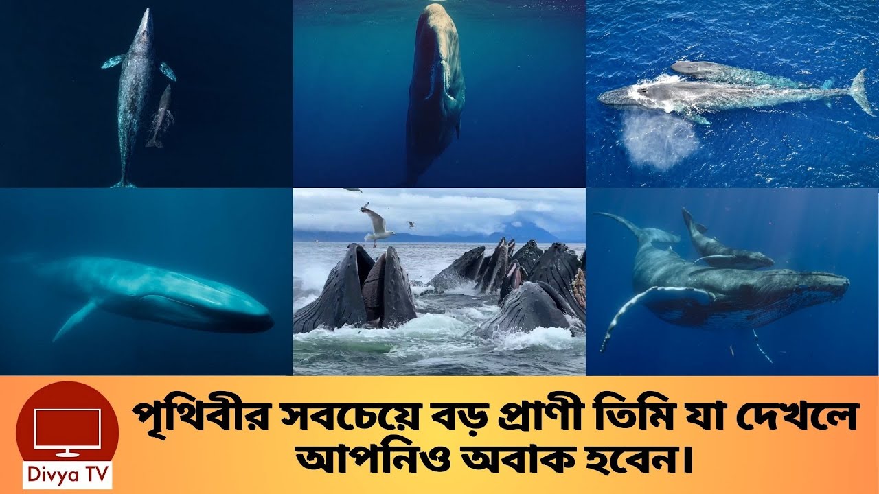 পৃথিবীর সবচেয়ে বড় বিস্ময়কর প্রাণী তিমি। Famous Animal Whale | Divya ...