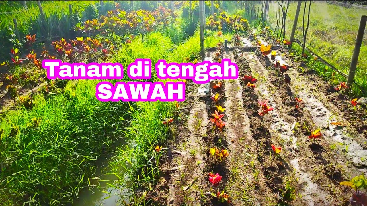 Tanaman hias di tengah sawah jadi nya seperti ini!! Puring apel busarin ...