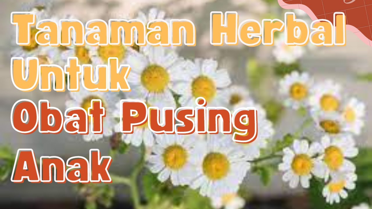 5 Rekomendasi Tanaman Herbal untuk Obat Pusing Anak - YouTube