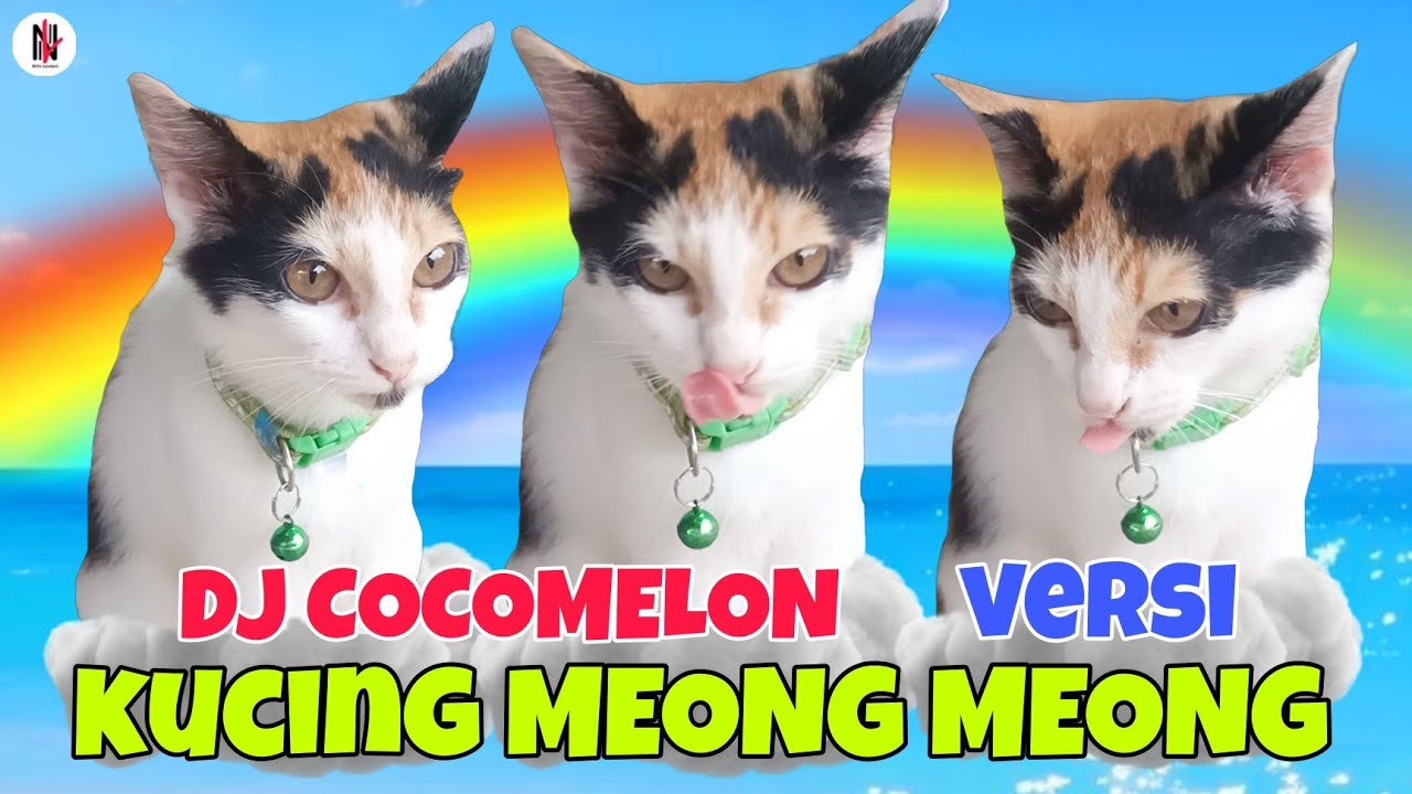 KUCING MEONG MEONG‼️KUCING SONGONG‼️dj KUCING MEONG-MEONG versi ...