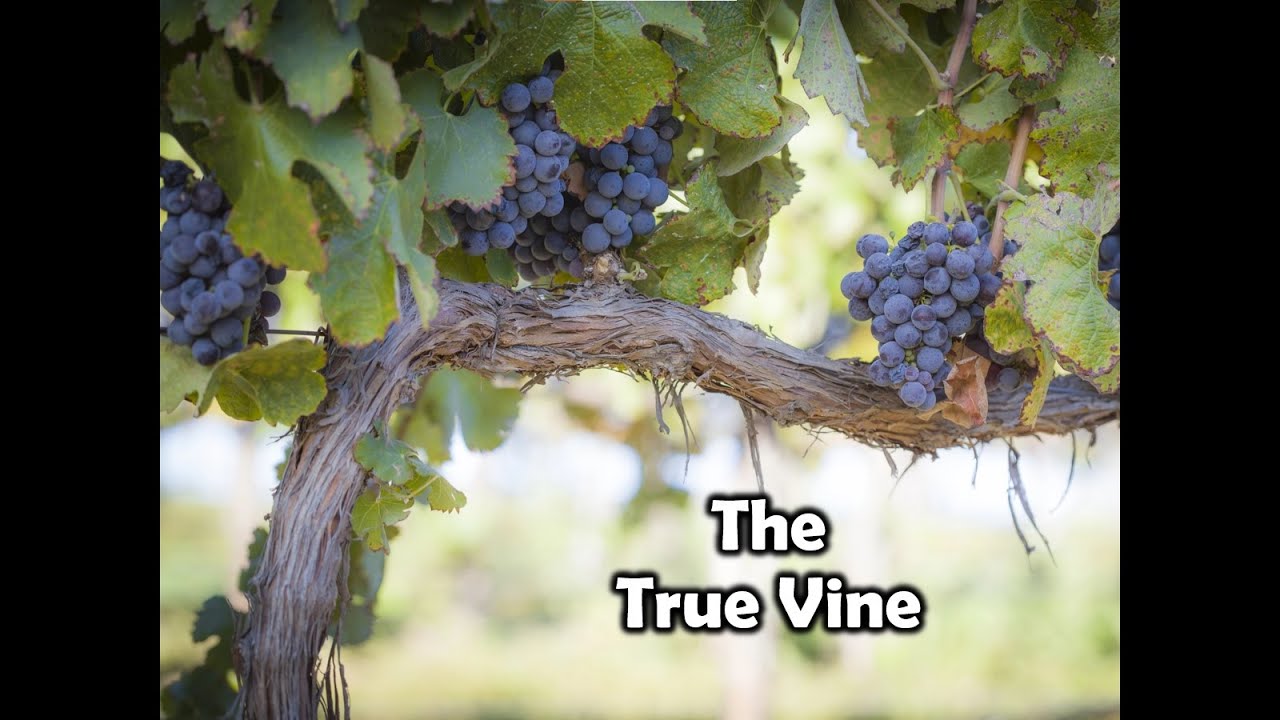 THE TRUE VINE - YouTube