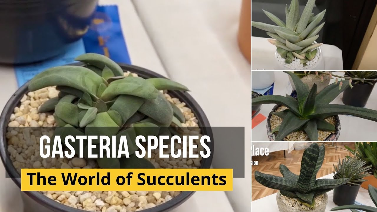 Gasteria Species: types of gasteria plants - gasteria bicolor, gasteria ...