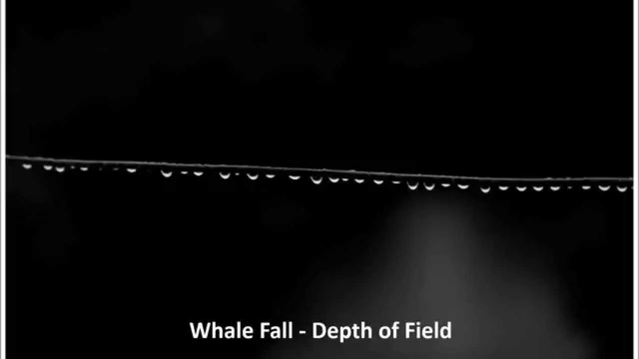 Whale Fall - Depth of Field - YouTube