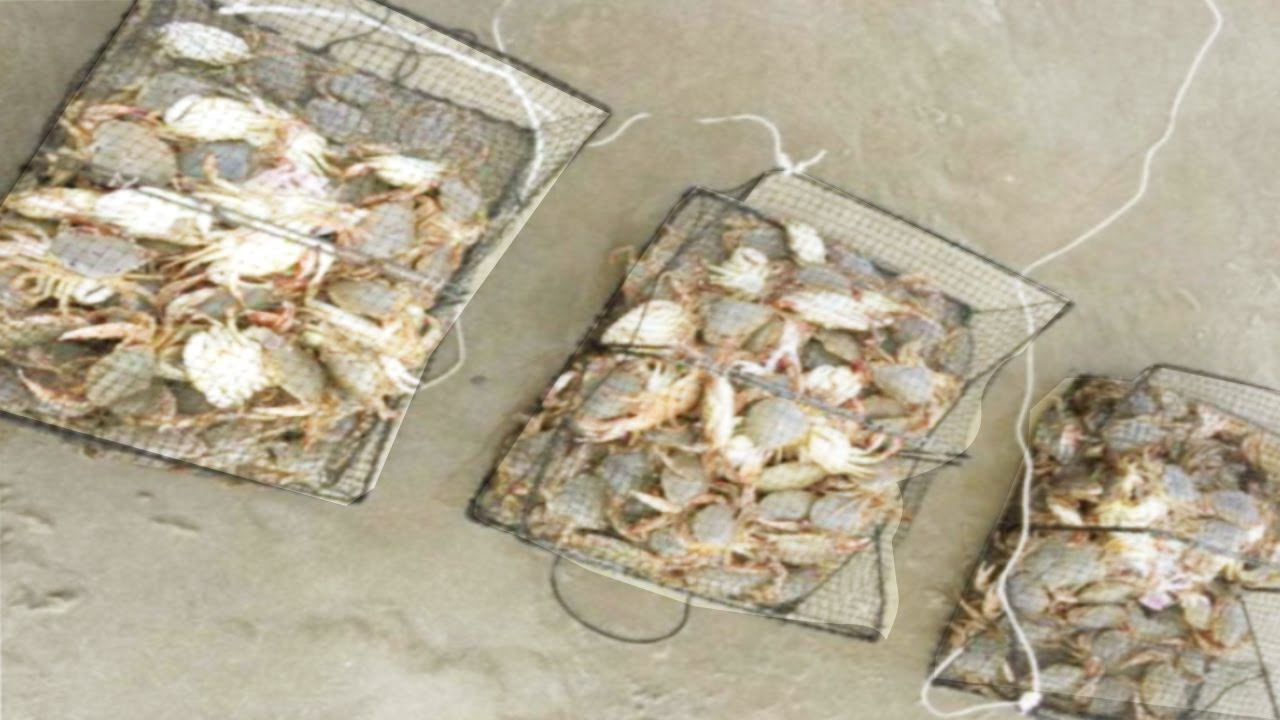 Primitive Life: Crab Trap By Muddy Soil Catch Fish For Survival - YouTube