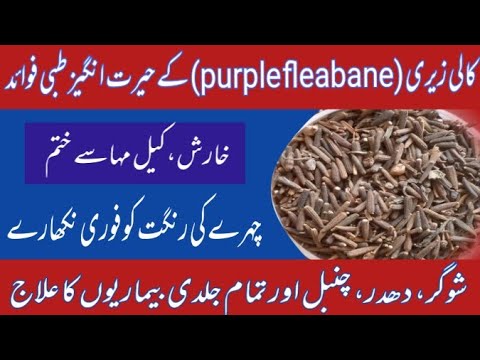 Kali Zeeri Ke Fayde | Kali Zeeri Ka Istimal | Purple fleabag benefits | Kali jeeri uses in Urdu