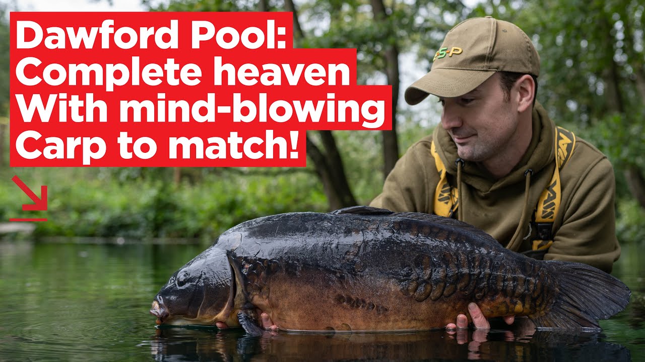 Carp Fishing Open Access Venues Series: Dawford Pool | Carp Fishing ...