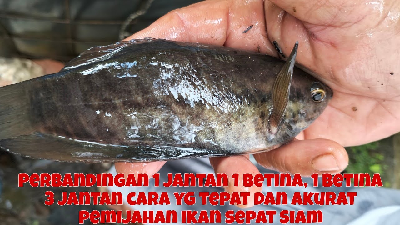 3 PERBANDINGAN 1 CARA YANG TEPAT DAN AKURAT PEMIJAHAN IKAN SEPAT SIAM ...