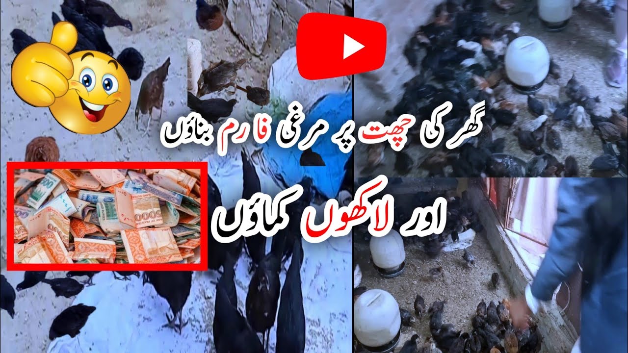 Ghar ki Chat Par Murgi Farm Bano or Lakhun Paisy Kmao|How to Start ...