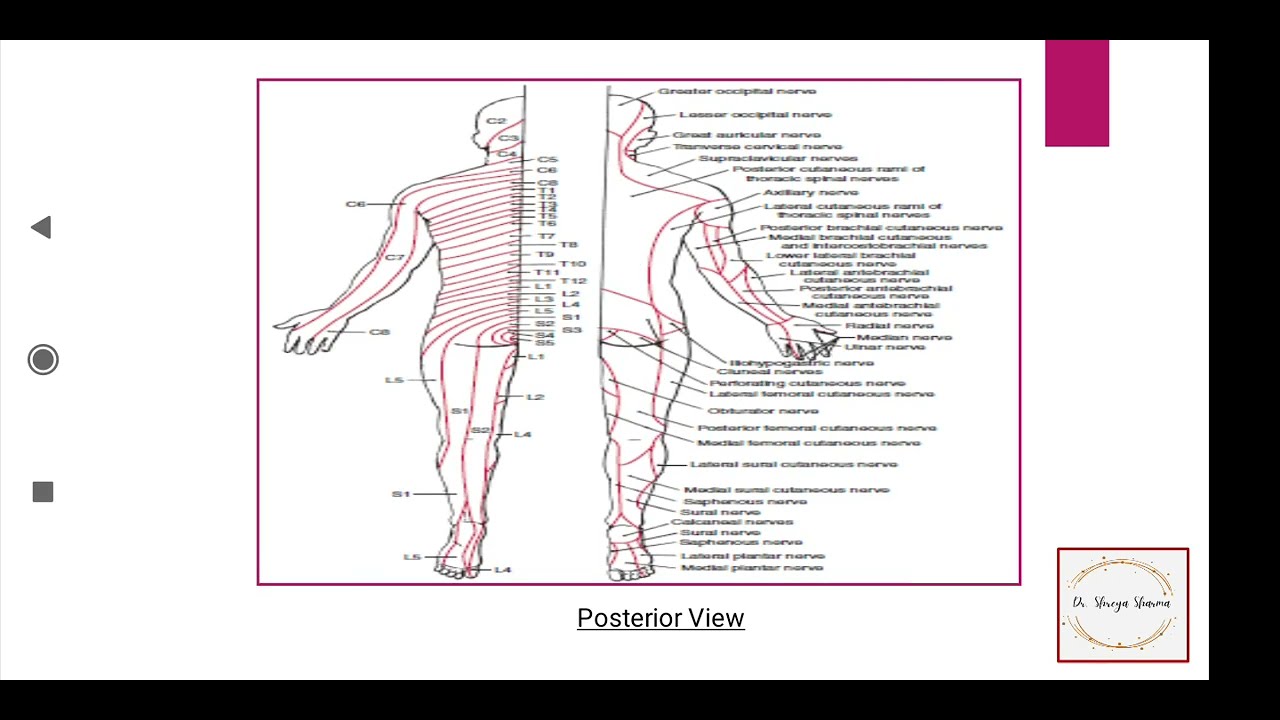 sensory system examination full details, easy explanation - YouTube
