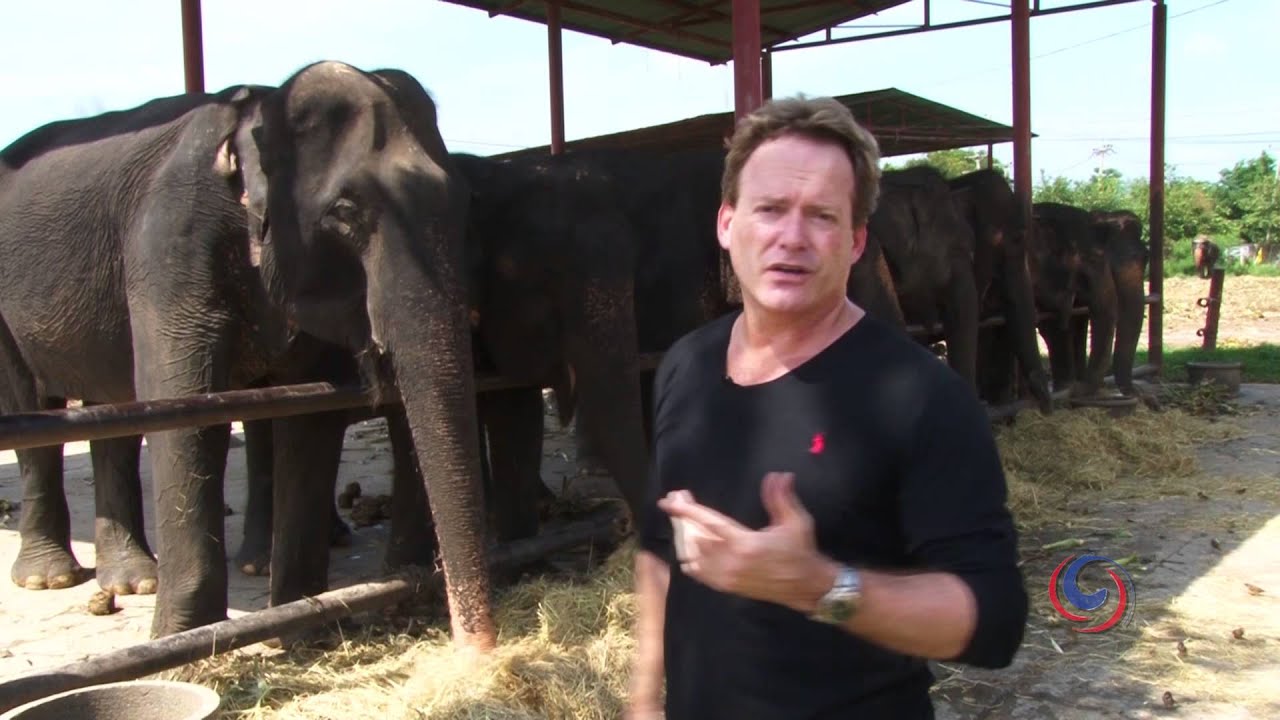 An experience of a lifetime visiting the "Elephant Stay" in Ayutthaya ...