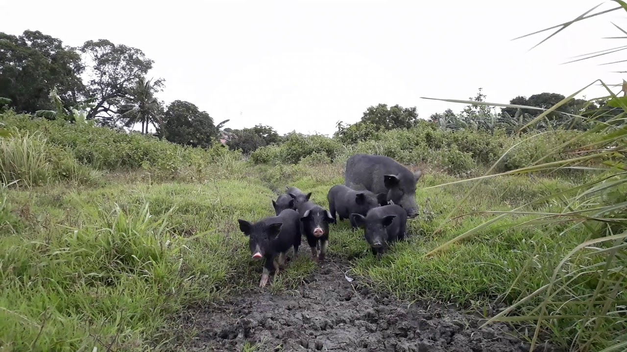 Native Pig Farming Part 1: Philippine Native Pigs | Free range Pigs ...