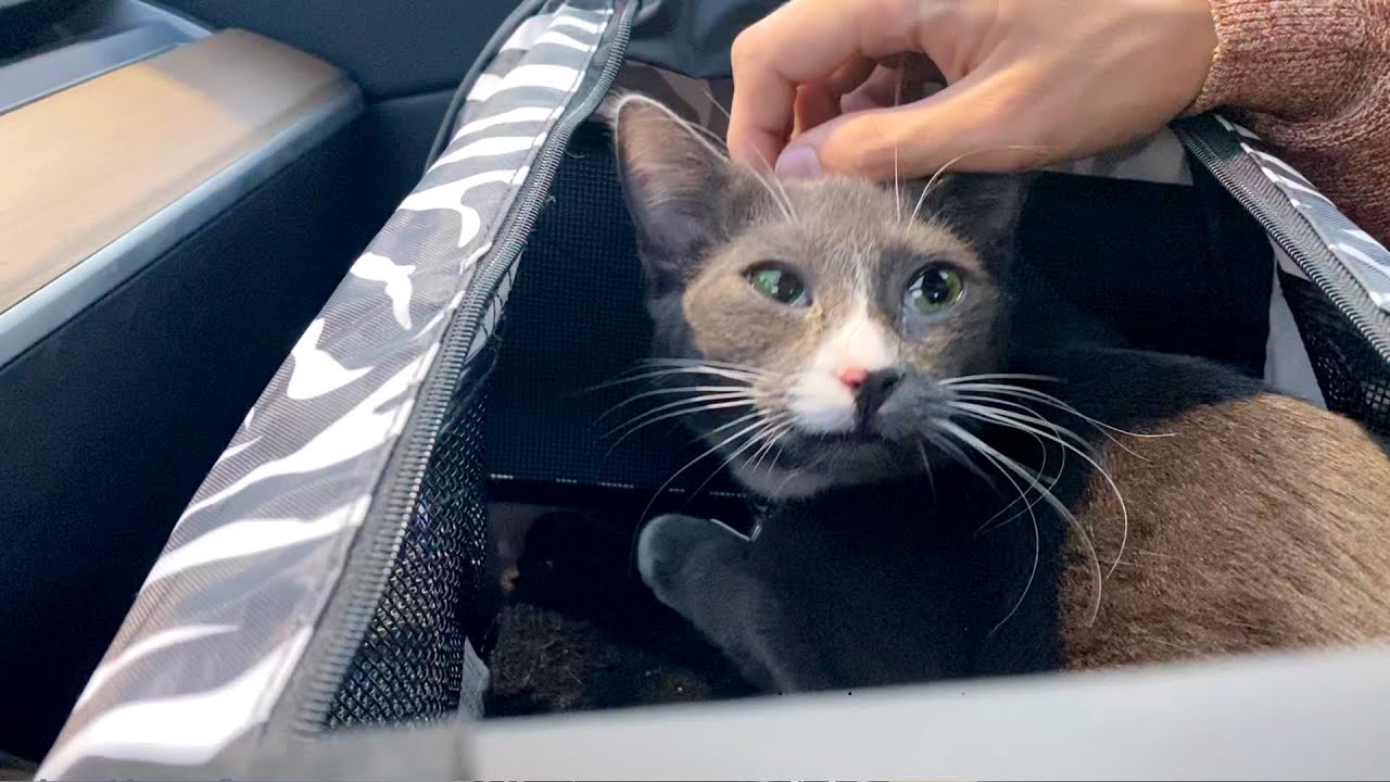 MEET OUR NEW CAT *LYCHEE’S BROO) (2nd lil boy) - YouTube