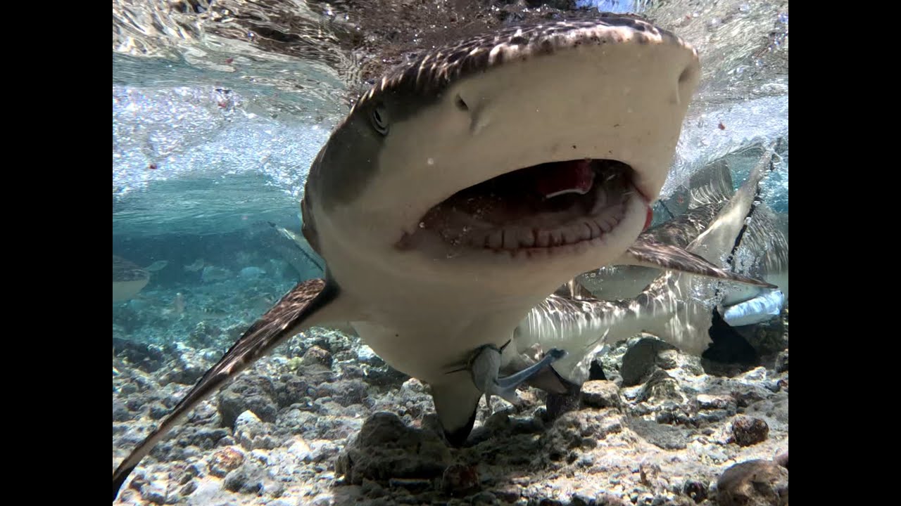 30 Sharks Surrounded Me: Unbelievable Encounter in 4K - YouTube