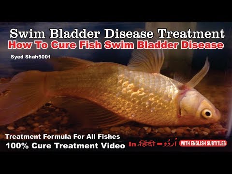 How to cure floating bloated fish swim bladder goldfish #How to cure swim bladder disease