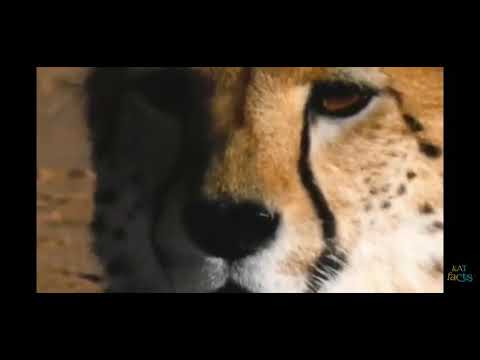 Pitbull vs cheetah🐆