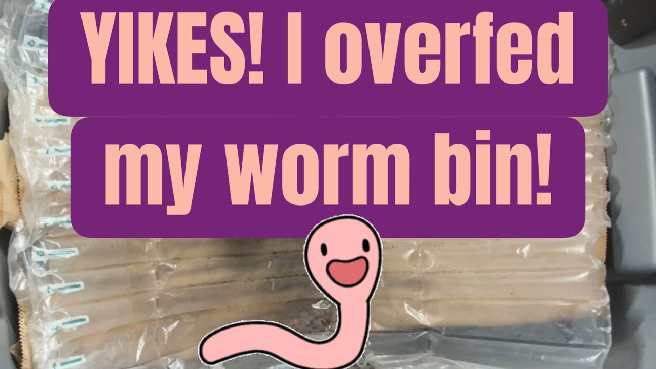 YIKES! I overfed my worms! - YouTube