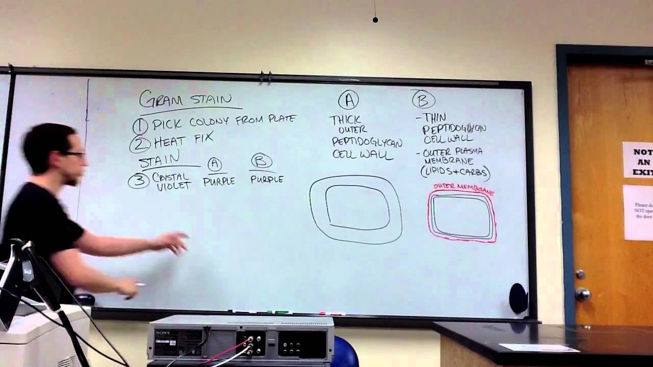 Lab Review - Gram Staining (Unit 6 Prokaryotes) - YouTube