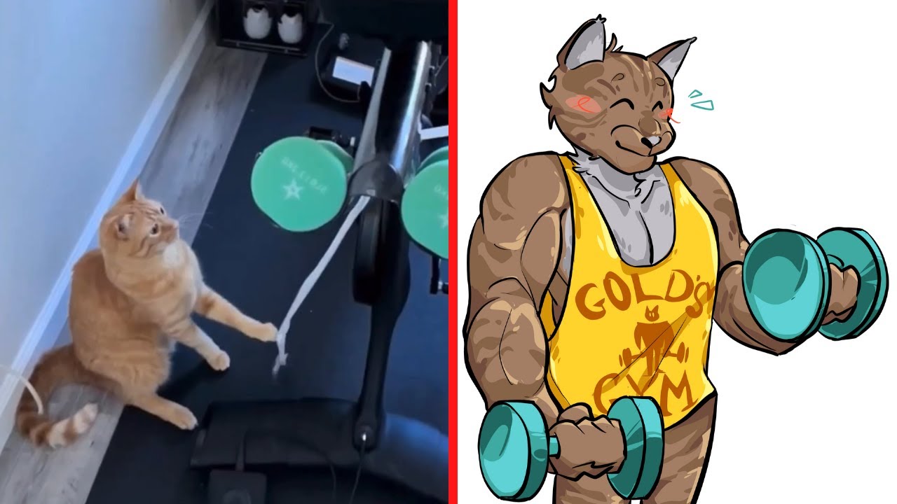 When your CAT hits the GYM 😂 Cat Memes - YouTube