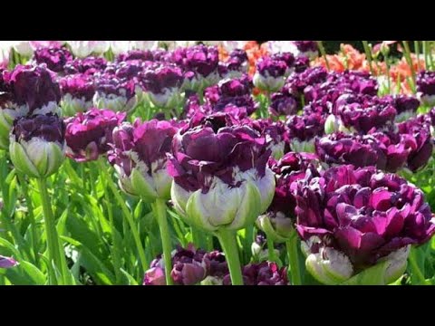 Lale Ne Zaman Ekilir? Hangi Aylarda?