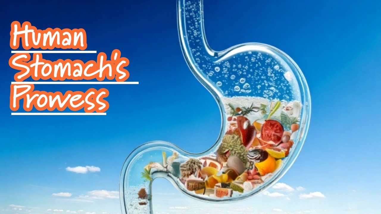 Human Stomach's Prowess! - YouTube
