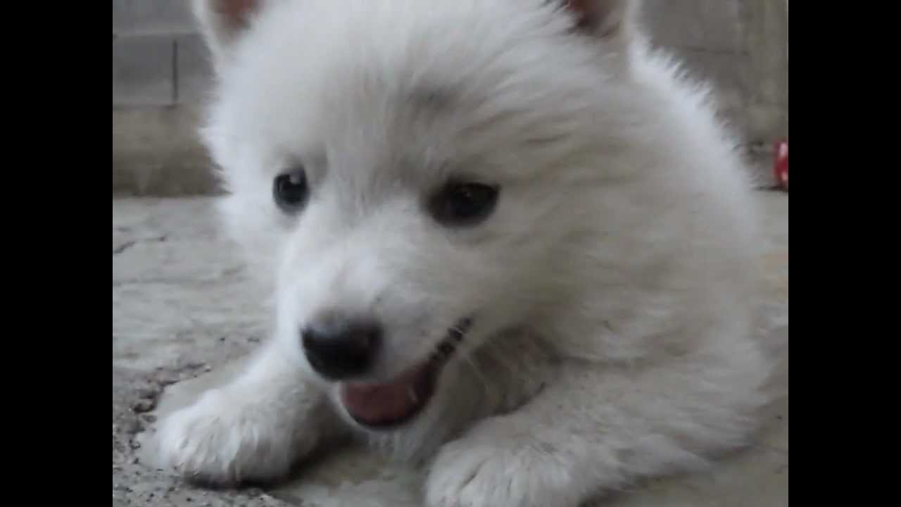 German (Deutscher) Spitz - Shpic Gjerman - YouTube