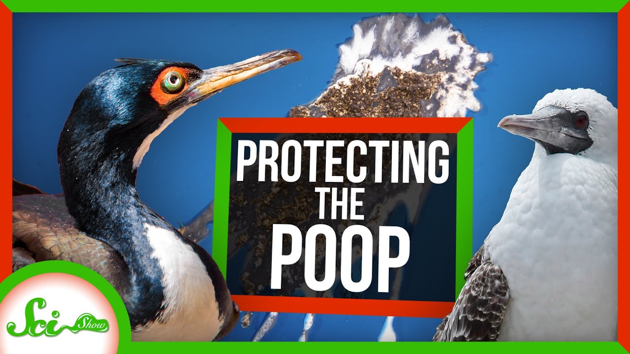 The First Conservation Efforts Protected… Poop?! - YouTube