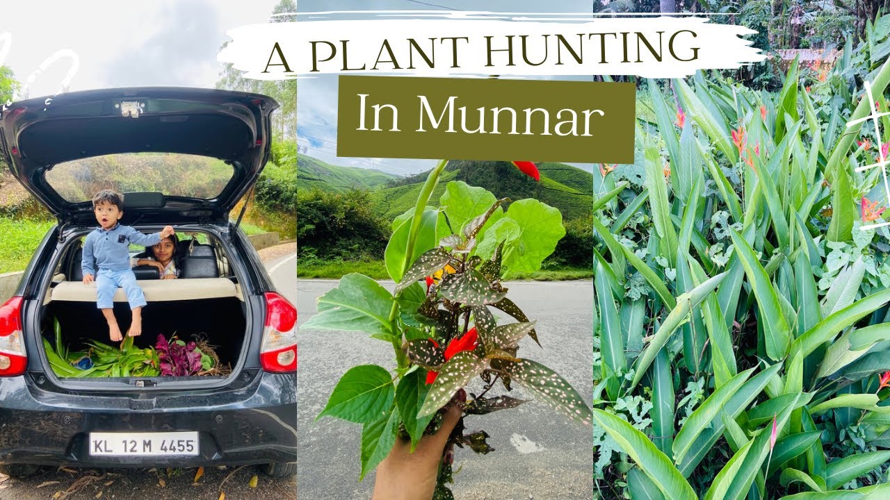 Plant Hunting In Munnar | Indoor Plants | Outdoor Plants 🪴 | Smiley ...