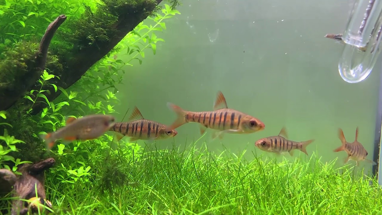 아프리칸 밴디드바브 / African banded barb / 물멍 / MulMung - YouTube