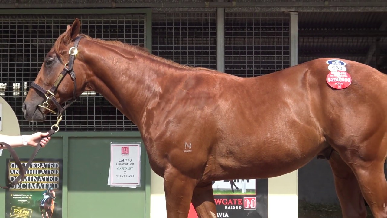 Magic Millions Extreme Choice x Pink Perfection Colt - YouTube