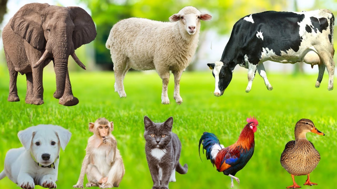 Cute Small Animals : Dog, Elephant, Cow, Squirrel, Cat, Rabbit, Horse ...