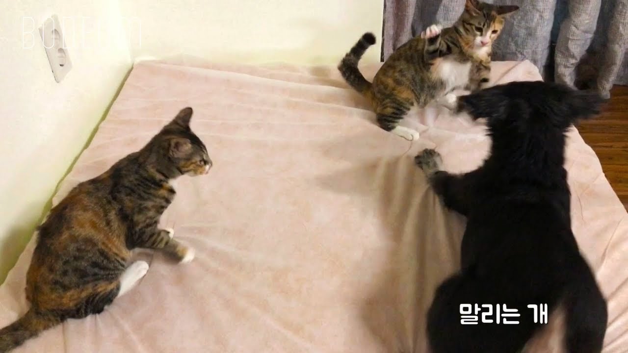 싸우는 고양이 자매와 말리는 개. 냥무시하는 마루. When cats squabbles between their siblings ...