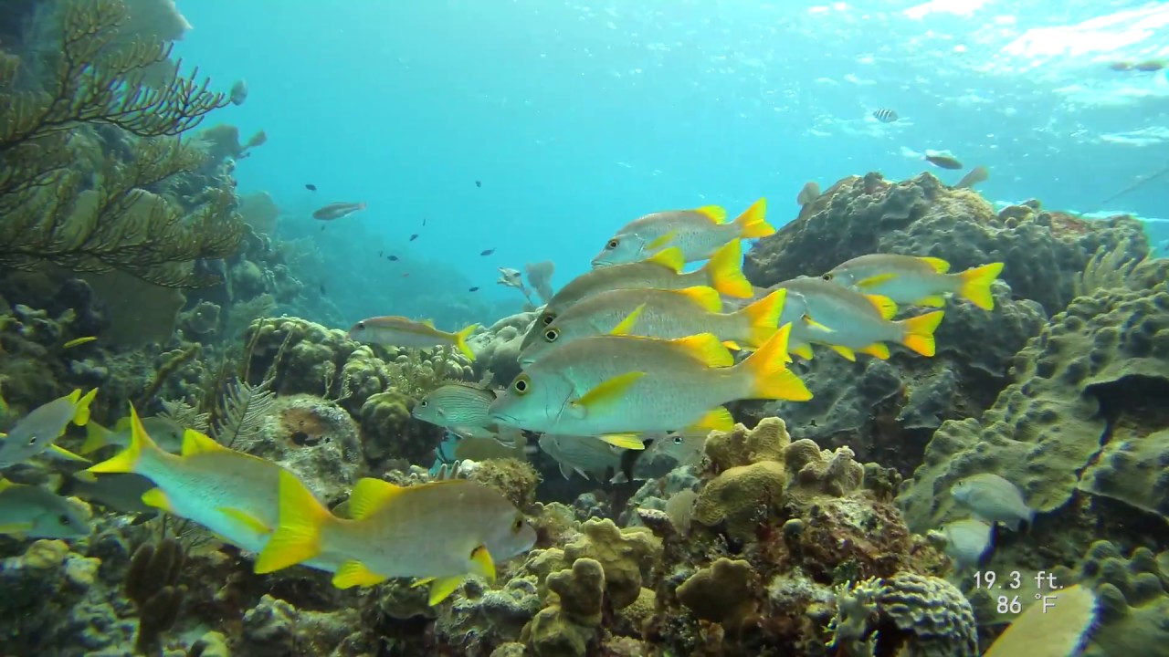 Little Cayman Jackson Wall and Reef - Snappers - Parrot Fish - YouTube
