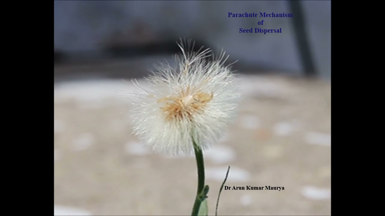 Parachute Mechanism of seed dispersal in Dandelion - YouTube