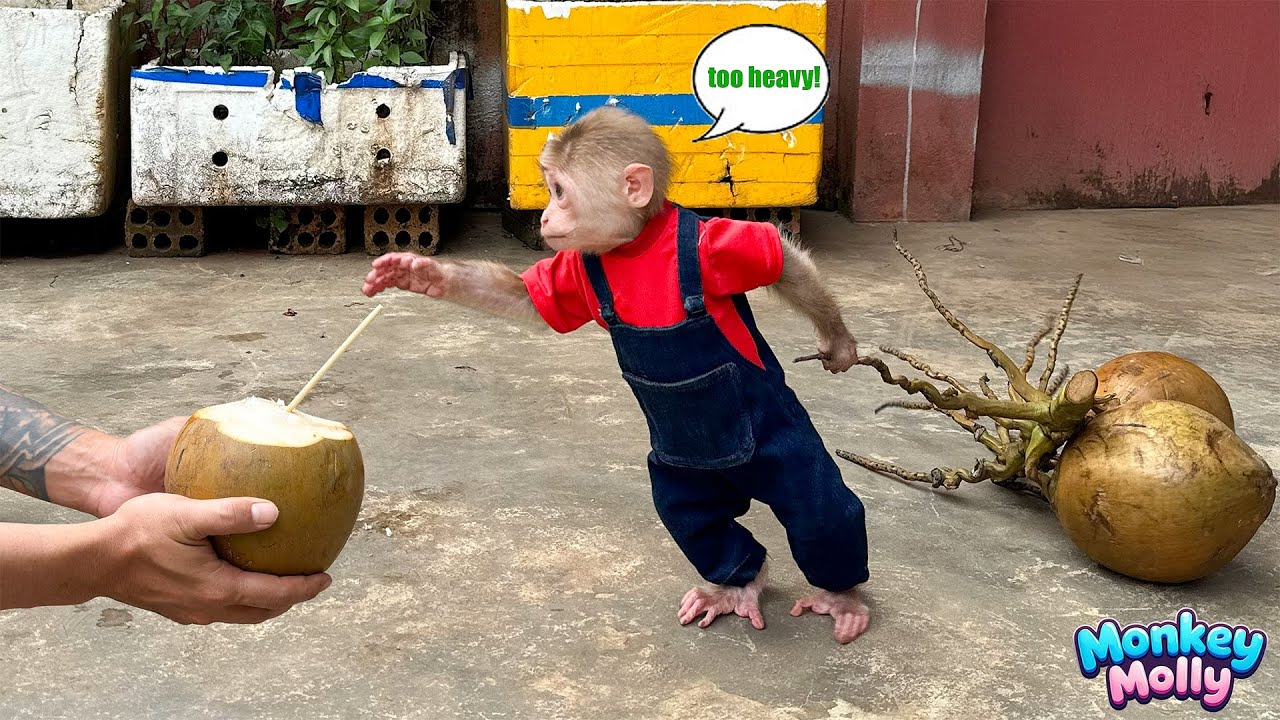 Unbelievable! Monkey Molly’s adorable reaction when Dad lets her try ...